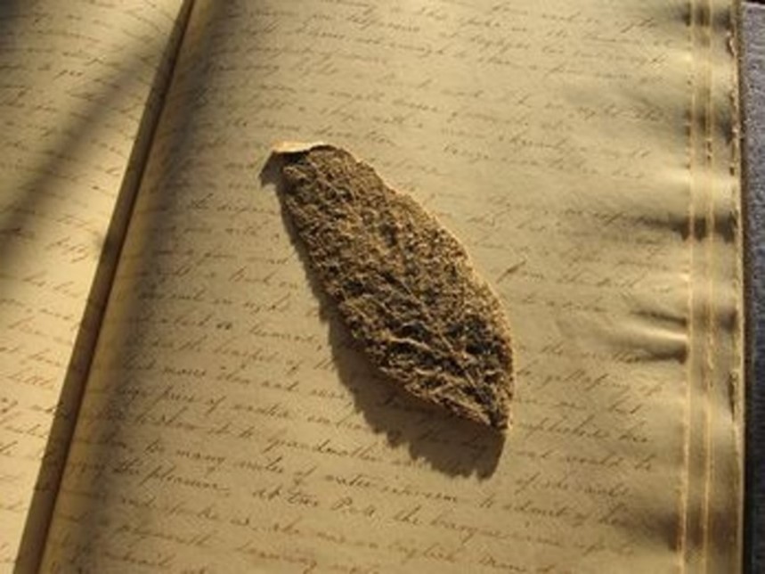 Ships Logs and Genealogy